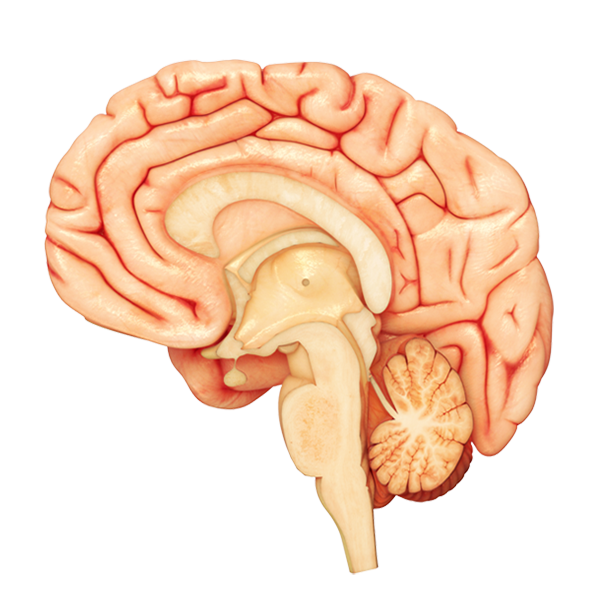 Candor Health Education